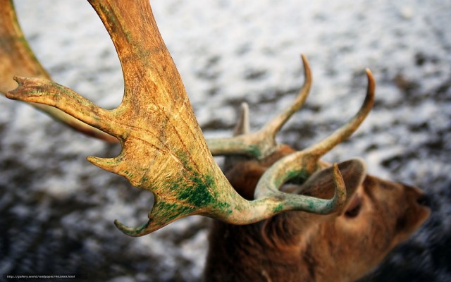 Download Wallpaper Deer, Horn, Macro Free Desktop Wallpaper - Antlers ...