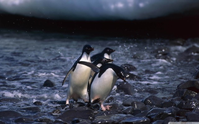 Penguin Macbook Pro - 2560x1600 Wallpaper - teahub.io