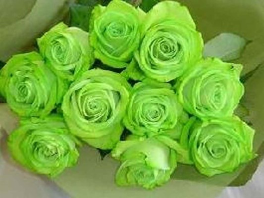 Green Rose Wallpaper - Green Rose Flower Images Hd - 1920x1080 ...