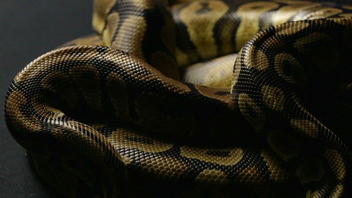 Burmese Python - 1920x1080 Wallpaper - teahub.io