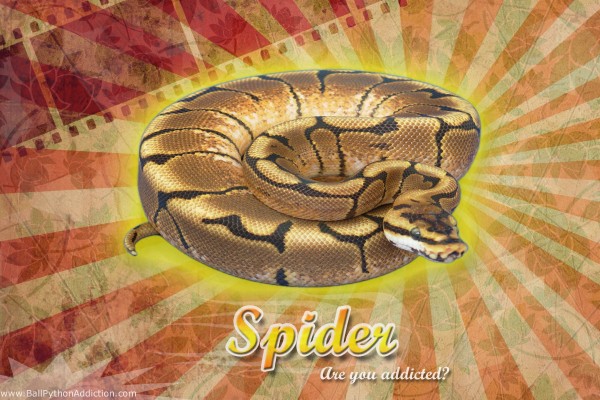 Royal Python Spider Morph - 1200x800 Wallpaper - teahub.io