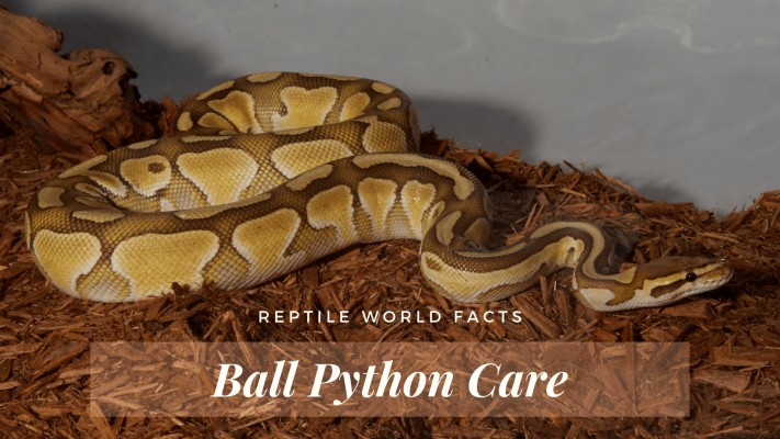 Ball Python Jungle Terrarium - 1920x1080 Wallpaper - teahub.io