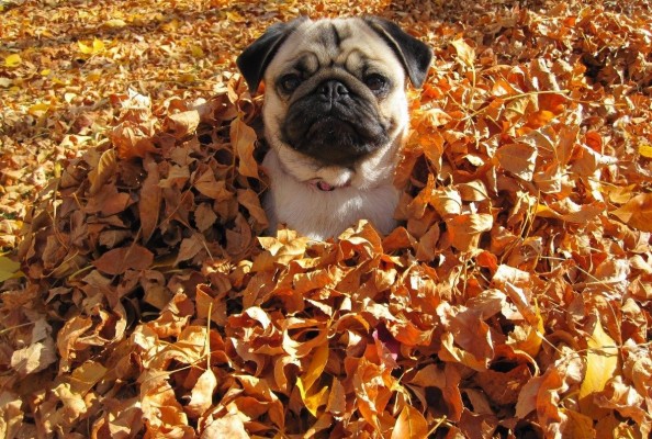 Fall Pug - 1198x806 Wallpaper - teahub.io