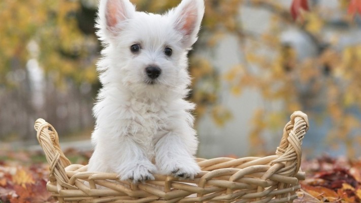 White Australian Silky Terrier - 1280x720 Wallpaper - teahub.io