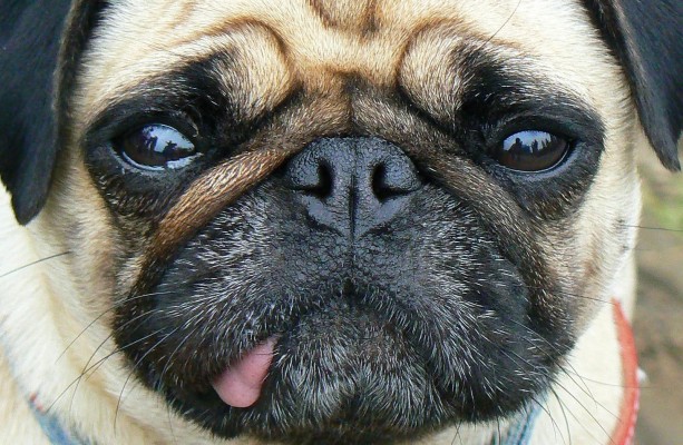 Moving Dog - 1603x1045 Wallpaper - teahub.io