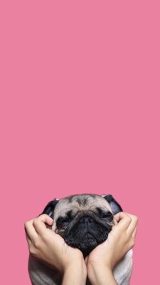 Pug, Wallpaper, Wallpapers - Lock Screen Dog Wallpaper Phone - 600x1064 ...