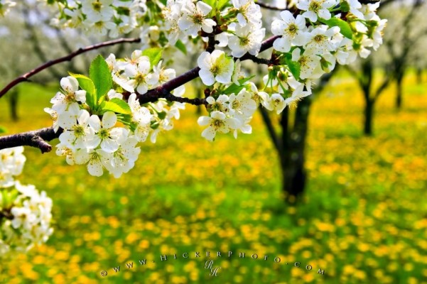 Photo Spring Flowering Tree - Spring Flowers And Trees - 1024x681 ...