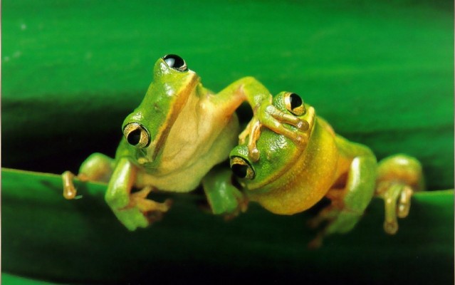 Showing Cute Frogs Pictures - Cute Frogs - 1890x1182 Wallpaper - teahub.io
