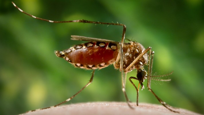 Mosquito - 1600x900 Wallpaper - teahub.io