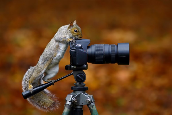 Animals With Camera - 1280x853 Wallpaper - teahub.io