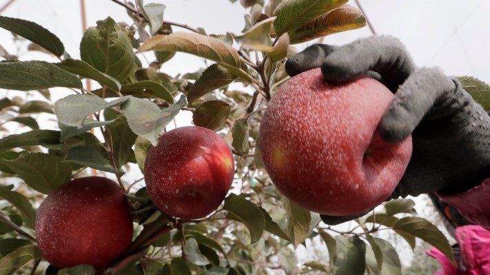 Cosmic Crisp Apple Variety - 1600x900 Wallpaper - teahub.io