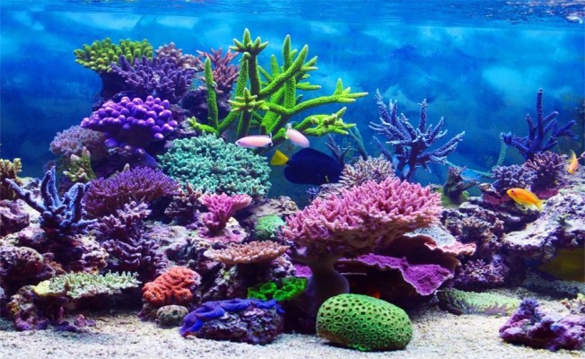 Coral Reef Ocean Habitat - 1000x613 Wallpaper - teahub.io