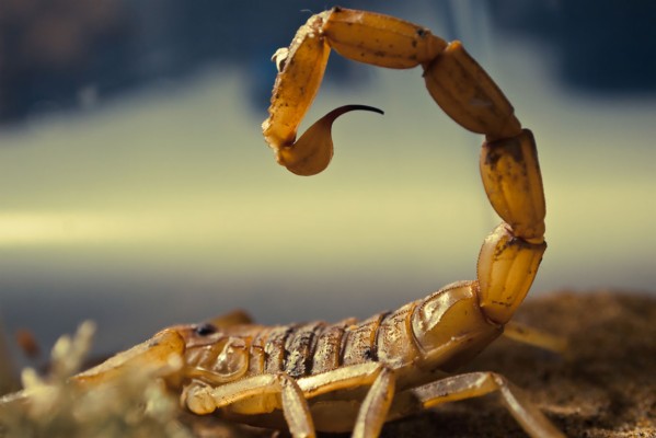 Deathstalker Scorpion 2015 04 - Scorpions Venom - 1180x787 Wallpaper ...