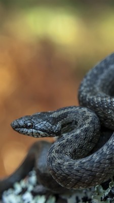 Spread Natter Snake Images - Spreading Viper - 1600x900 Wallpaper ...