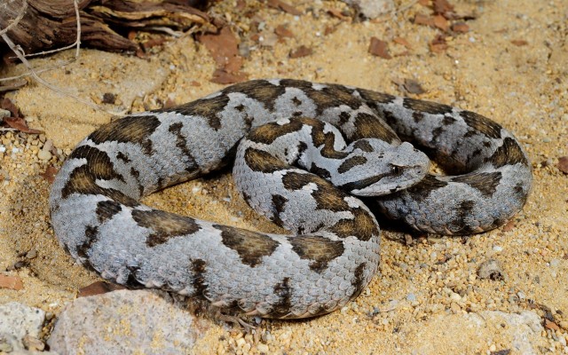 Spread Natter Snake Images - Spreading Viper - 1600x900 Wallpaper ...