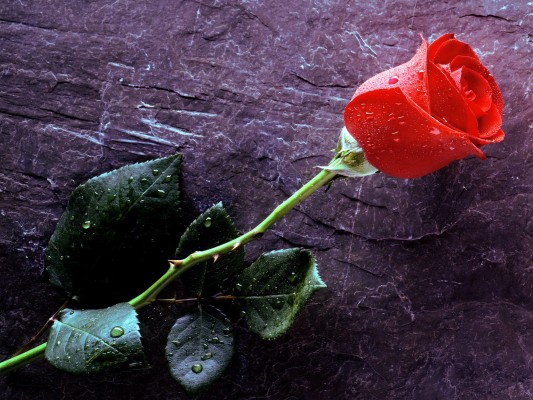 Wet Red Rose - Rose Hd - 1920x1200 Wallpaper - teahub.io