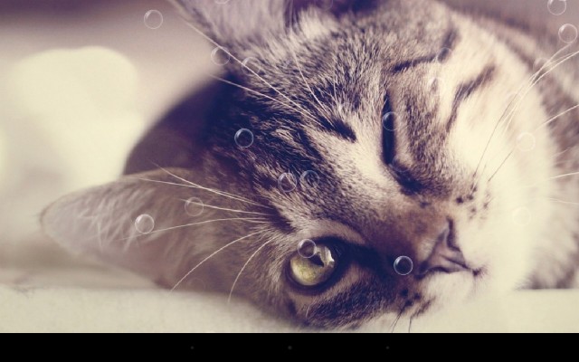 3d Cute Cat Live Wallpaper - Cute Cat Live Wallpaper Download ...