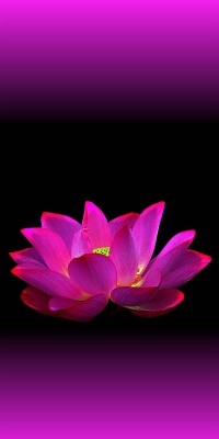 Lotus - Red Lotus Flower Hd - 1024x768 Wallpaper - teahub.io