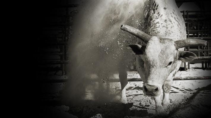 Gangster Bulls Wallpapers High Quality, Top Wallpapers - Pbr Bull War ...