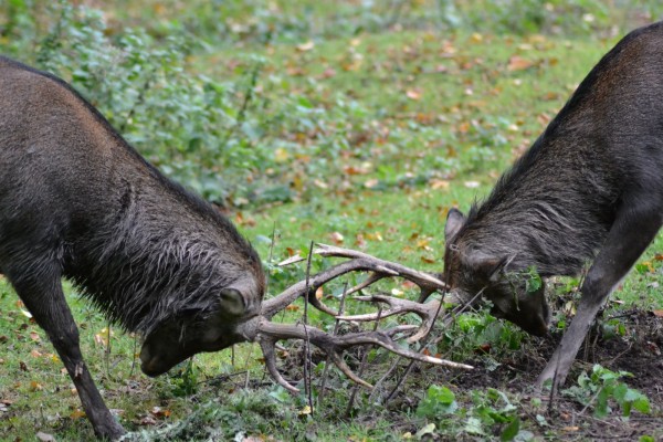 Deer Fight - 1920x1080 Wallpaper - teahub.io