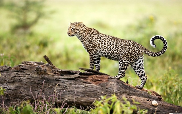 National Park And Wildlife Sanctuary - 1920x1200 Wallpaper - teahub.io