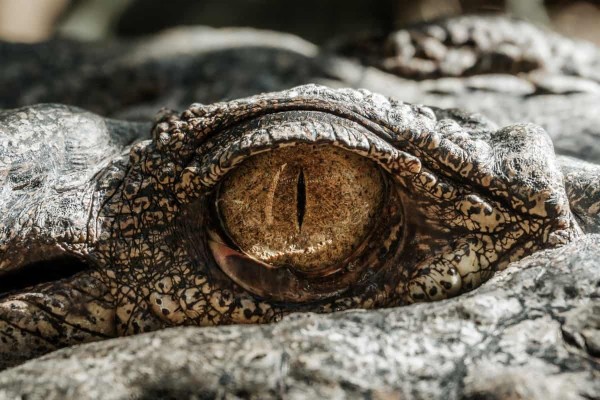 Crocodile Eye Hd Wallpapers - Crocodile Eyes Hd - 1920x1080 Wallpaper ...