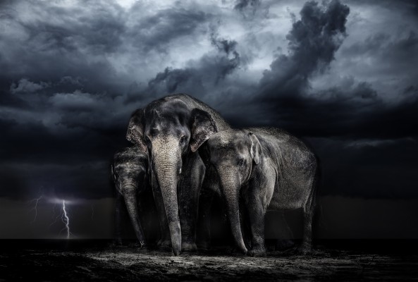 Elephant In A Storm - 4378x2953 Wallpaper - teahub.io