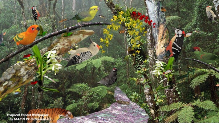 Borneo Rainforest - 1600x900 Wallpaper - teahub.io