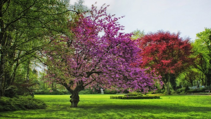 Redbud Tree - 2560x1440 Wallpaper - teahub.io