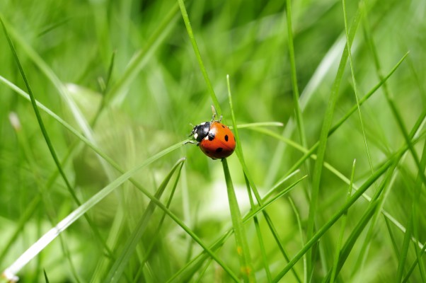 Wallpaper Ladybird, Grass, Stains, Insect - Macro Photography ...