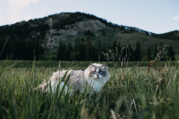Cat In Field - 5472x3648 Wallpaper - teahub.io