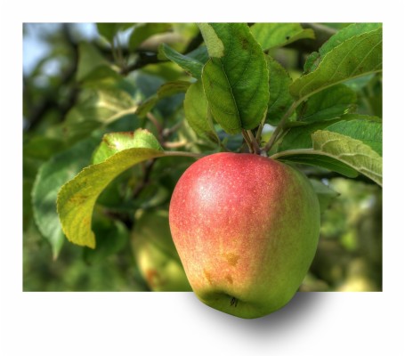 Apple Ka Patta Kaisa Hota - 1920x1687 Wallpaper - teahub.io