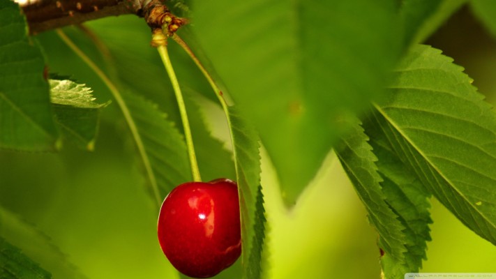 Tree Wallpaper Hd 1080p - 1920x1080 Wallpaper - teahub.io