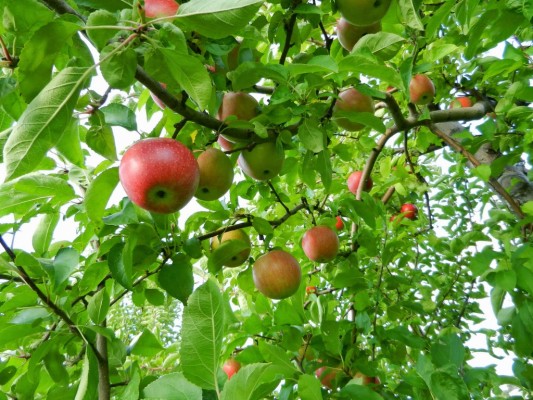 Kashmir Apple Tree Hd - 1024x768 Wallpaper - teahub.io