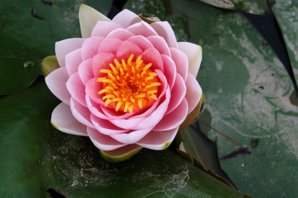 Lotus Flower Top Down - 3008x2000 Wallpaper - teahub.io