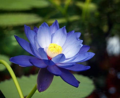 Buy 20 Blue Moon Lotus Flower Seeds ,amazing - Blue Moon Lotus Flower ...
