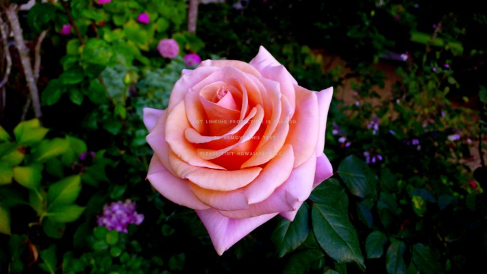 A Really Pretty Red Rose - Natural Forms Rose - 800x600 Wallpaper ...