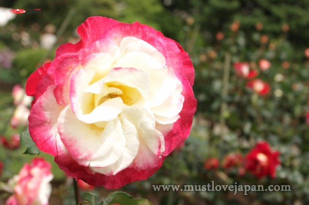 A Really Pretty Red Rose - Natural Forms Rose - 800x600 Wallpaper ...