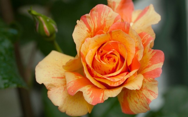 Hybrid Tea Rose - 800x600 Wallpaper - teahub.io