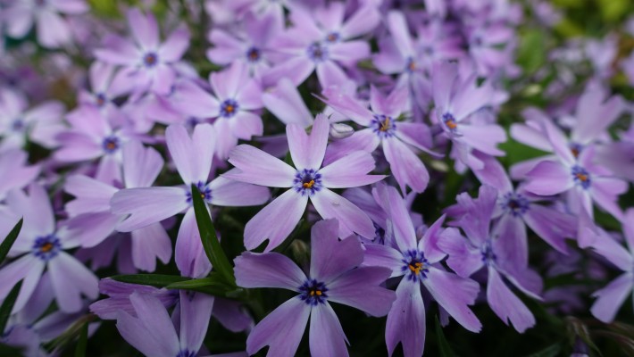 Windows Flower Wallpaper - 2560x1600 Wallpaper - teahub.io