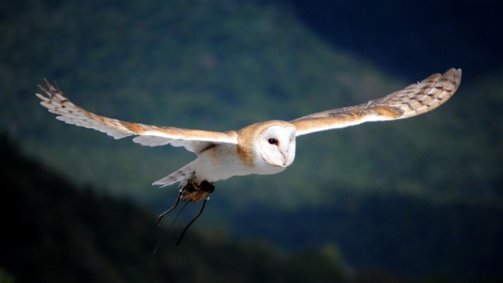 White Owl Flying-animal Hd Wallpaper2014 - Owl Flying - 1366x768 ...
