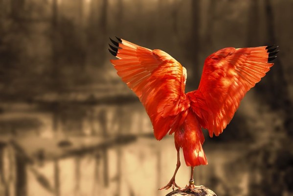 Nature, Red Ibis, Scarlet Ibis, Long Beak, Bill, Bird, - Scarlet Ibis ...