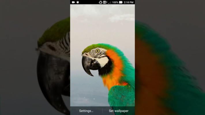 Flying Macaw Parrot - 1080x1920 Wallpaper - teahub.io
