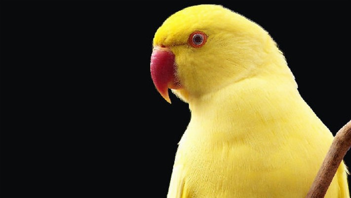 Birds Wallpapers Â - Budgie - 2000x1333 Wallpaper - teahub.io