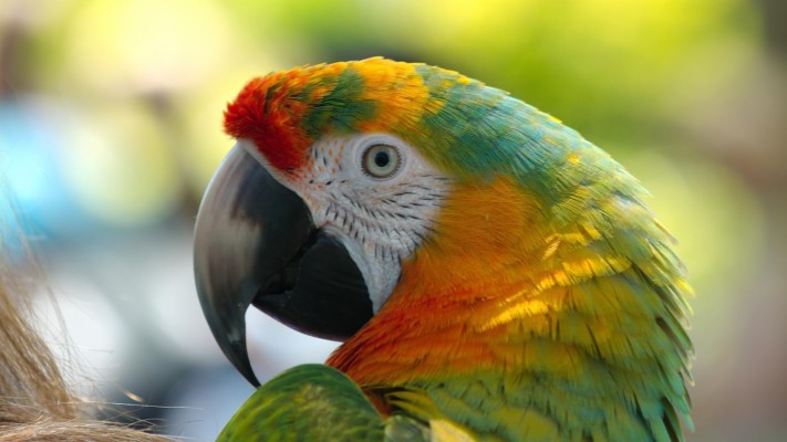 Parrot Backgrounds, Compatible - High Resolution Wallpaper Parrot Hd 4k ...