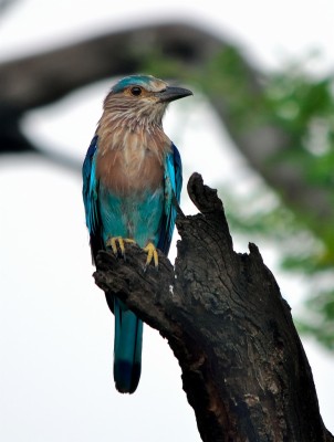 Neelkanth Bird Wallpaper - Neelkanth Bird - 2048x1536 Wallpaper - teahub.io