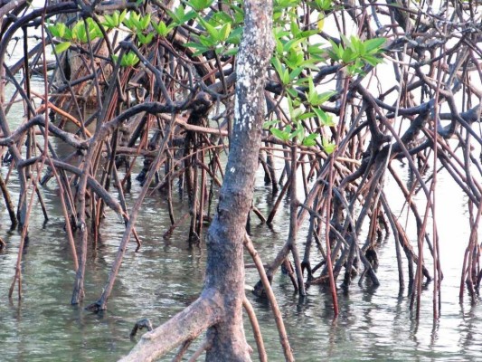 Chidiya Tapu - Tree - 1800x600 Wallpaper - teahub.io