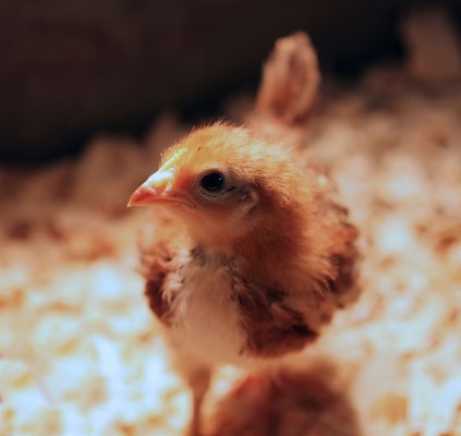 Baby Chicks Hd Wallpapers - Beautiful Baby Chickens - 1920x1080 ...