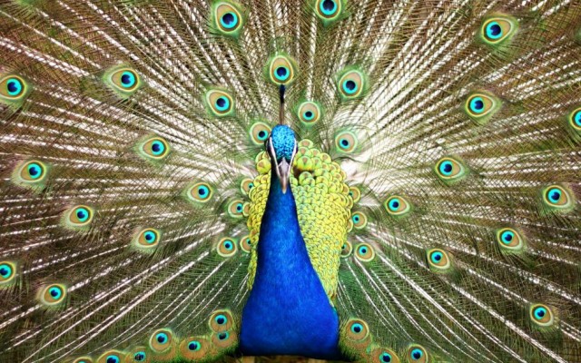 Small Bird With Head Feathers 1920x1200 Wallpaper