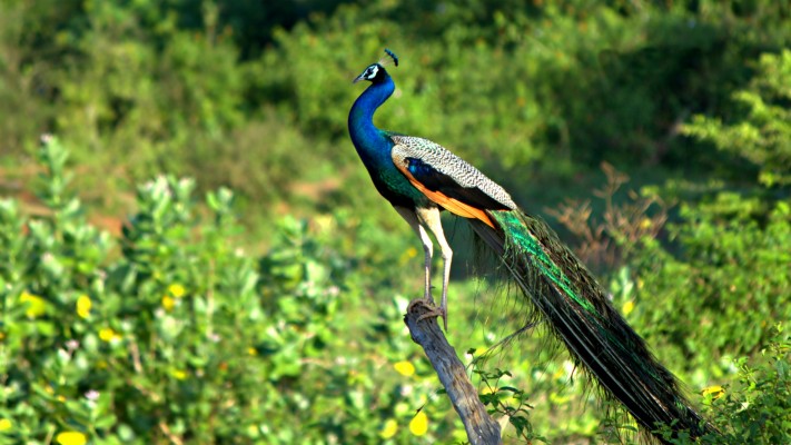 Flora And Fauna Of Kerala - 768x1080 Wallpaper - teahub.io